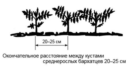 Как правильно сеять бархатцы в открытый грунт