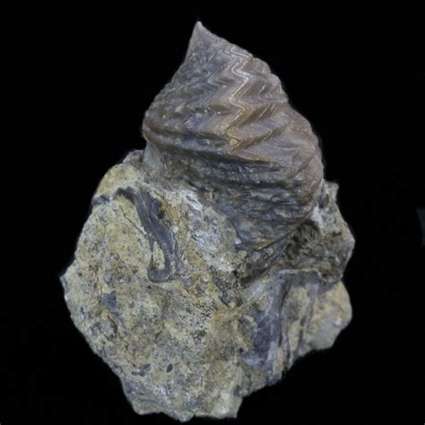 Platystrophia Brachiopod Fossil From Kentucky For Sale 35121