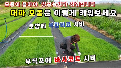 대파 모종은 앞으로 이렇게 길러보세요 Youtube