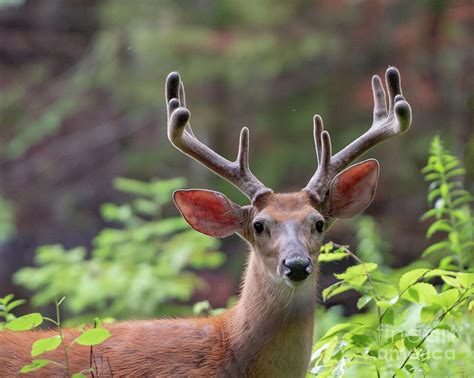 What Is A Velvet Buck At Wade Arnold Blog