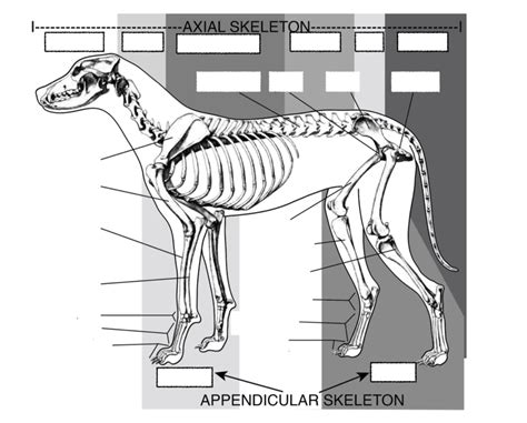 Mammalian Osteology Primer Diagram Quizlet