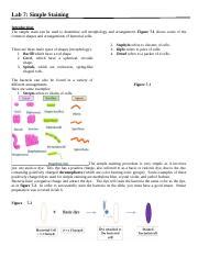 Lab Simple Staining Docx Lab Simple Staining Introduction The Simple Stain Can Be Used