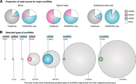 Emerging Functional Principles Of TRNA Derived Small RNAs And Other