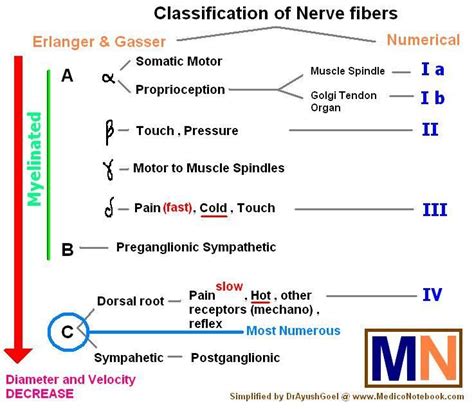 Nerve Fibers There Are 3 Types Of Peripheral Nerve Fibers Based On Their Diameter A B And C
