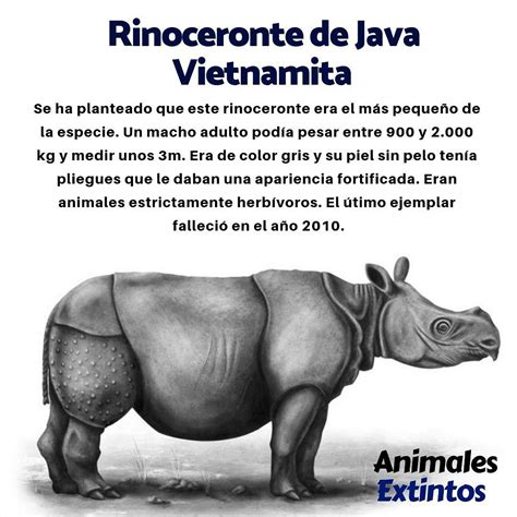 Rinoceronte De Java
