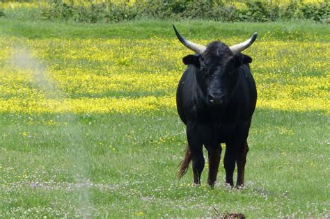 Loire Un Taureau Sauvé De Labattoir Reçoit Une Vague De Soutien
