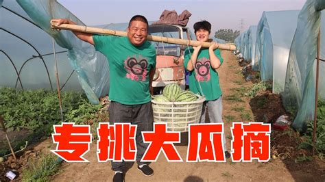 胖哥在縣城賣瓜嘗到甜頭，又去進了八百斤瓜，這次還專門挑大的摘【小喬家胖大哥】 Youtube