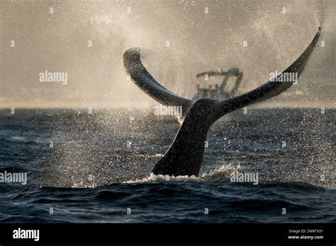 humpback whale tail slapping in cabo san lucas mexico Stock Photo - Alamy