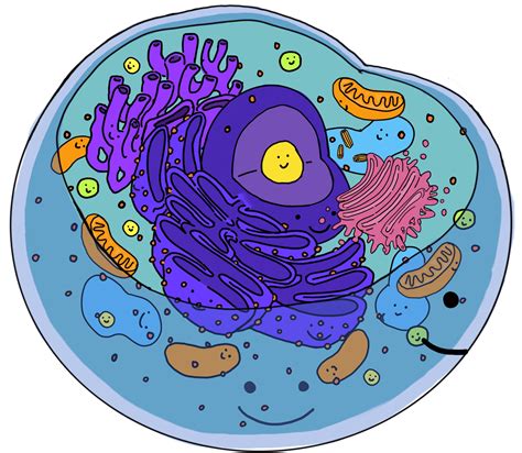 Cell Organelles And Their Functions With Diagrams Are There