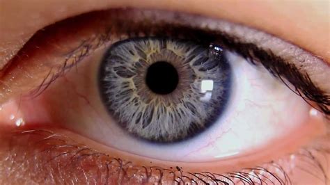 Iris Definition The Eye At Lynda Turner Blog
