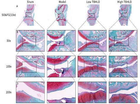 Soandfg Staining Of Koa Rats Cartilage Tissue A D Images Were Captured