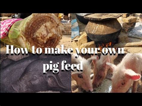 HOW TO MAKE YOUR OWN PIG FEED HOME MADE PIG FEED अपन खद क सअर