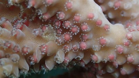Scientists Are Studying The Mysterious Sex Lives Of Coral Popular Science