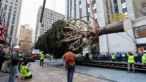 Rockefeller Center Christmas Tree What To Know Nbc New York