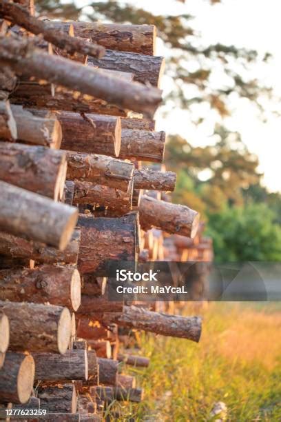 Kayu Log Diekstraksi Dari Hutan Pinus Terletak Di Tumpukan Foto Stok