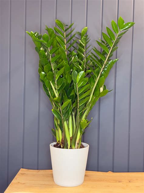 Zamia Mimoza Garden