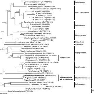 Phylogenetic Tree Based On Bayesian Analysis Of Rbcl Sequences Values
