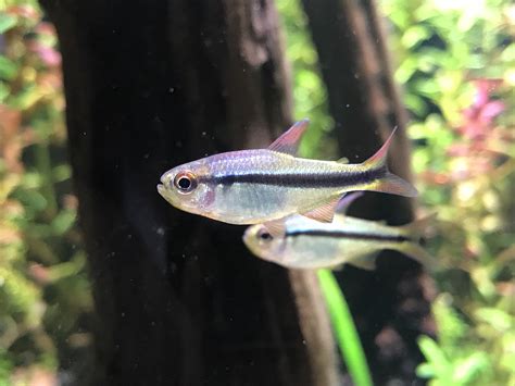 Hyphessobrycon Sp Imperial Lapis Tetra