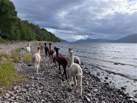 Scotland Loch Ness Monster Sighting Was An Alpaca Going For A Swim Uk News Metro News