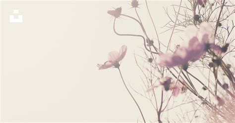 白い背景にピンクの花の写真 Unsplashの花の無料画像