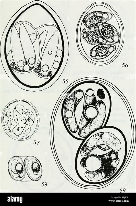 Apicomplexa Under Microscope