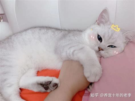 你愿意让你的猫进被窝吗？ 知乎
