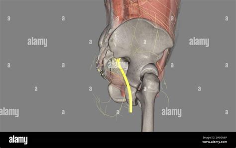 The Common Peroneal Nerve Also Known As The Common Fibular Nerve Stock