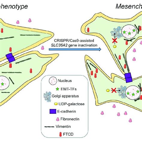 Slc35a2 Deficiency Triggers Golgi Compaction Ac Representative