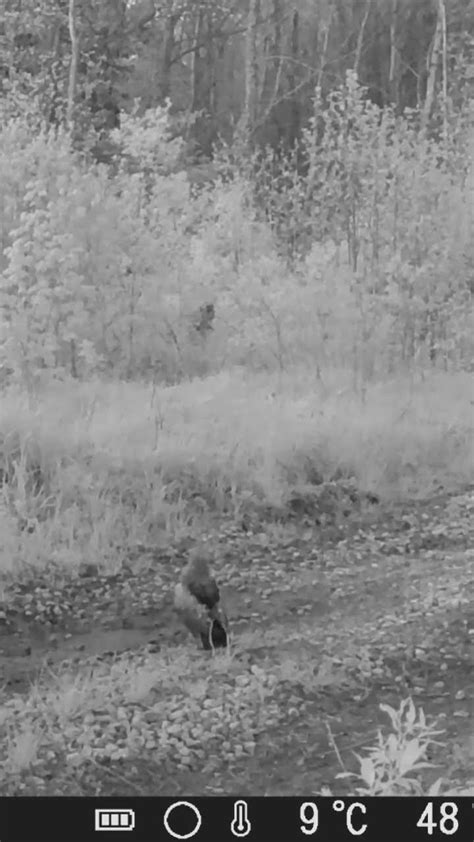 Ērglis Latvija ērgļi Trailcamera Birds Youtube