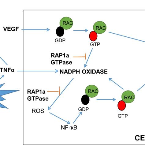 Signaling Pathways In A Feed Forward Loop Involve Inflammation Download Scientific Diagram