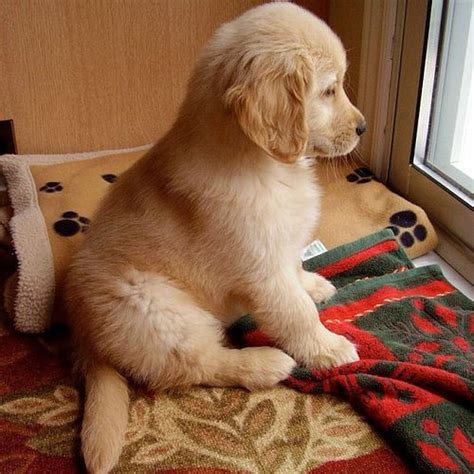Chubby Puppy Animals Pinterest