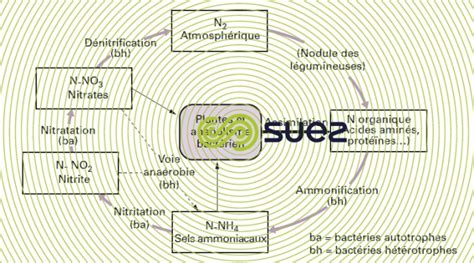 Cycle De Lazote Degremont®