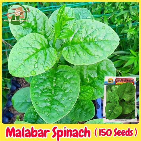 เมล็ดพันธุ์ ผักปลัง ผักโขมหูกวาง บรรจุ 150 เมล็ด Big Leaf Malabar