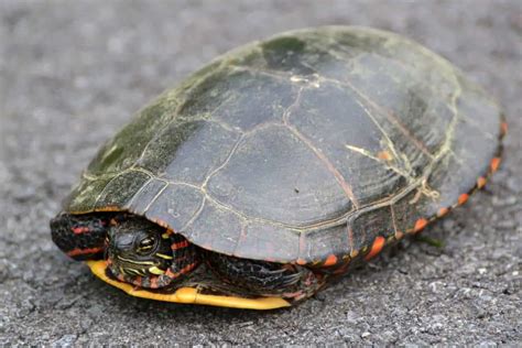 6 Species Of Turtles In Colorado Pictures Wildlife Informer