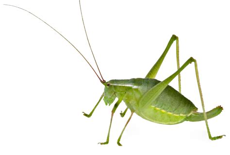 Realistic Grasshopper Download Image Resource Free Png