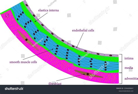 Vector Illustration Microscopic Anatomy Artery Stock Vector Royalty