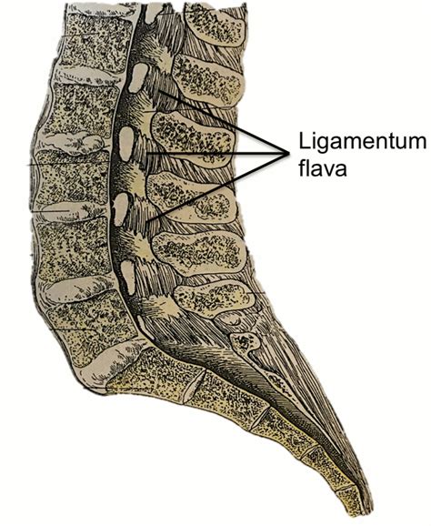 Section 1 Chapter 2 The Ligaments Of The Lumbar Vertebrae Wheeless