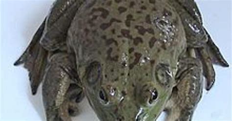 Ksp History Part 66 Orbiting Frog Otolith Album On Imgur