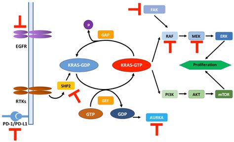 Cancers Free Full Text Targeting Kras In Pdac A New Way To Cure It