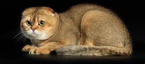 Scottish Shorthair