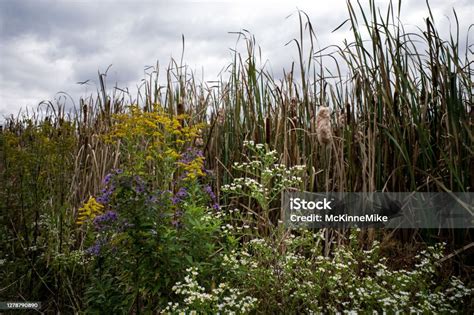 Wetlands Or Marshlands With Goldenrod New England Aster Hairy White Oldfield Aster And Cattails