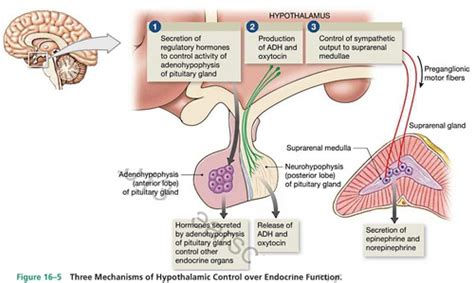 ch 19 endocrine system flashcards quizlet