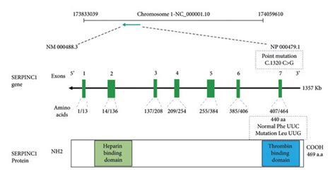 The Serpinc1 Gene And Protein Domain Structures The Figure Showed Gene