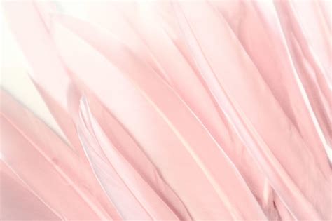 화려한 배경에 아름다운 추상 적색 흰색 보라색 파란색과 밝은 오렌지 깃털과 흰색 패턴에 부드러운 흰색 핑크 깃털 질감 검은색에