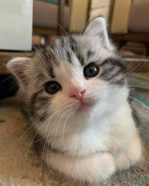 Just An Idle Cat R Eyebleach