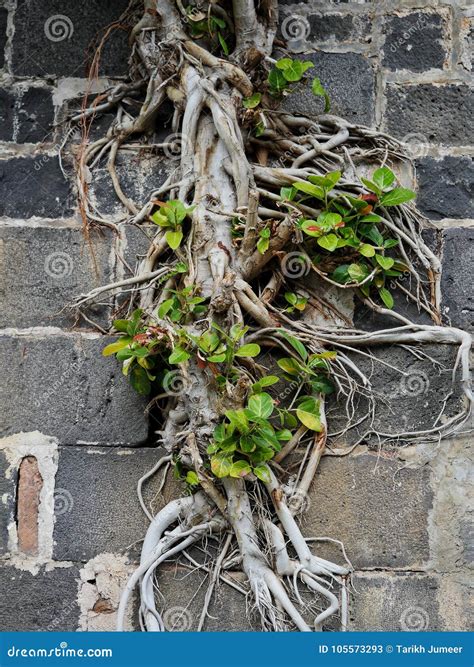 Tree Roots In Wall Stock Image Image Of Growing Exotic