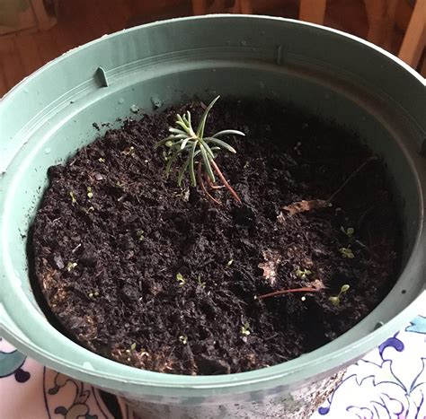 The Orphan Tree The Tyee