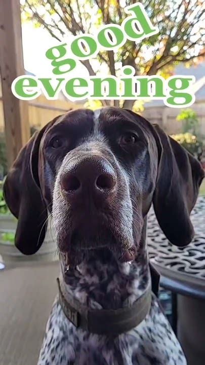 good evening german shorthaired pointer gsp 🤔🐤🐶 new shorts