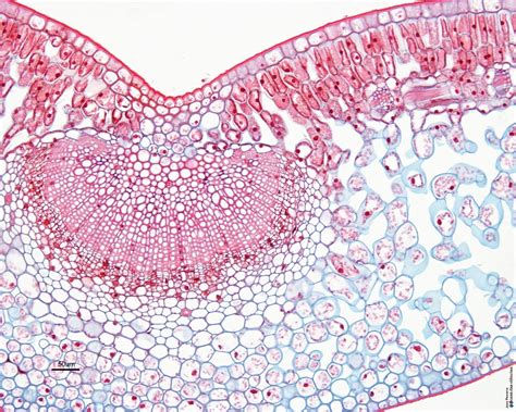 Feixe Vascular Dicotiledonea
