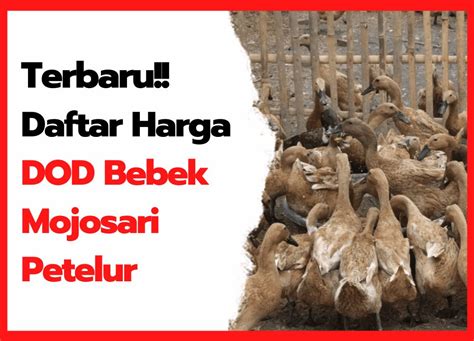 Daftar Harga Terbaru DOD Bebek Petelur Mojosari Di Tahun 2022 HOBI TERNAK